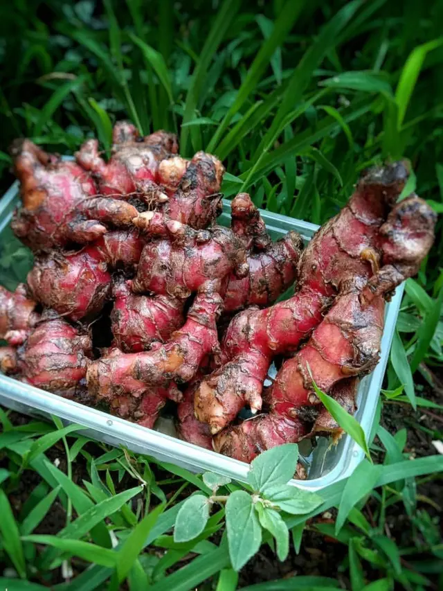 Beda Jahe Merah dan Jahe Putih, Punya Manfaat Khusus sebagai Bahan ...