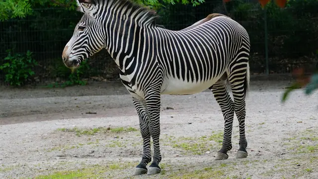 31 Januari Hari Zebra Internasional, Ayo Lindungi Hewan Bercorak Unik ...