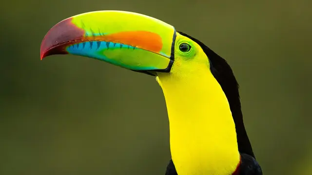 Keindahan dalam Sayap, Ini 32 Burung dengan Warna Paling Menakjubkan di ...