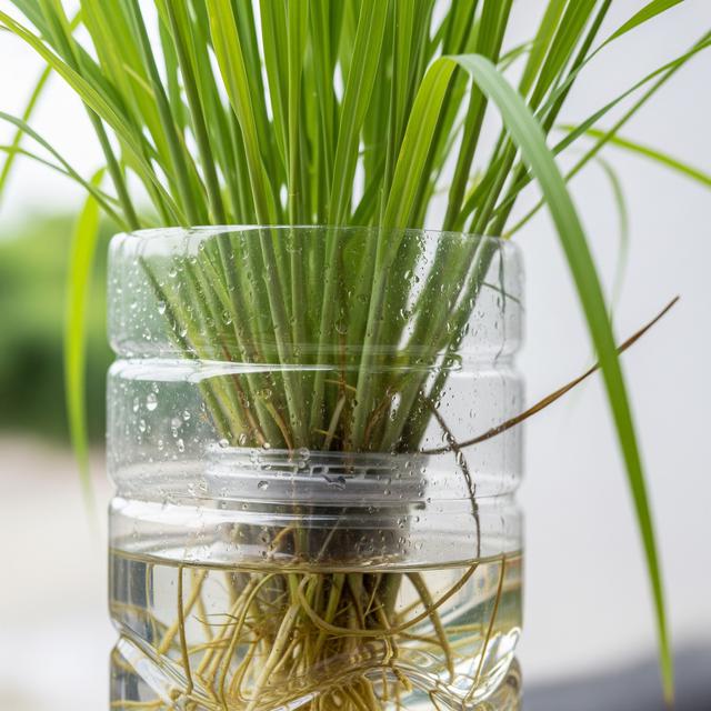 7 Cara Menanam Serai Tanpa Akar di Botol Bekas agar Tumbuh Subur ...