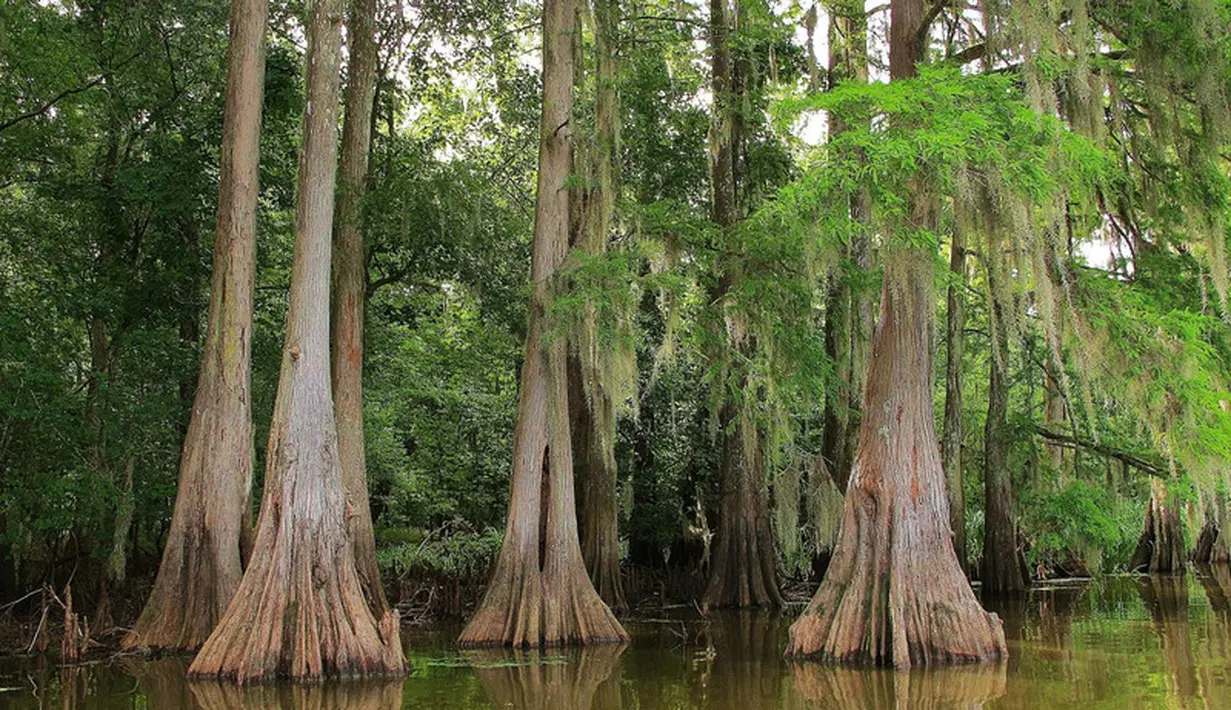 Menakjubkan, Pohon-Pohon Unik Ini Ternyata Ada Di Dunia Nyata - Photo ...