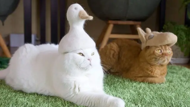 10 Potret Kucing Pakai Topi, Wajahnya Jadi Imut Banget - Hot Liputan6.com