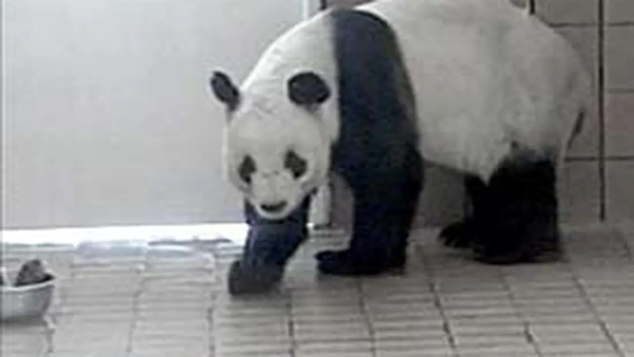 Kisah Ling Ling Si Panda Gelap - Global Liputan6.com