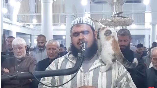 Viral Kucing Panjat Tubuh Sheikh Walid Mehsas Saat Jadi Imam Tarawih ...