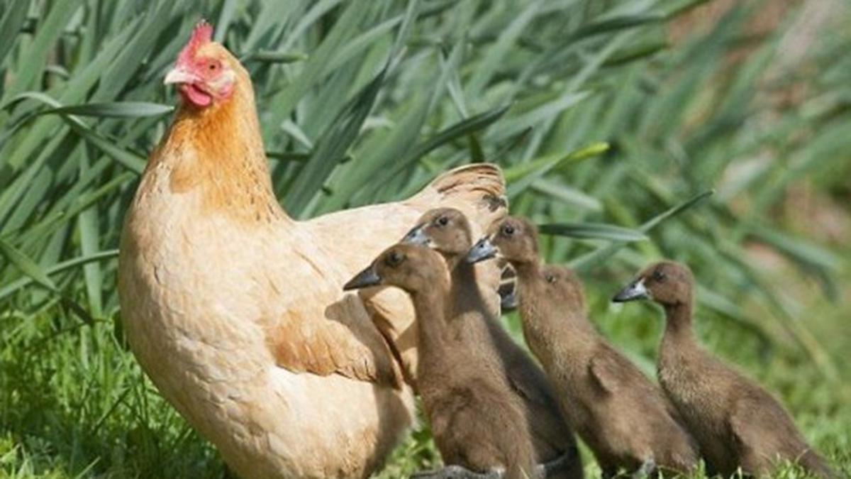 Foto Ini Buktikan Bahwa Induk Ayam Bisa Jadi Ibu Berbagai Hewan - Photo ...