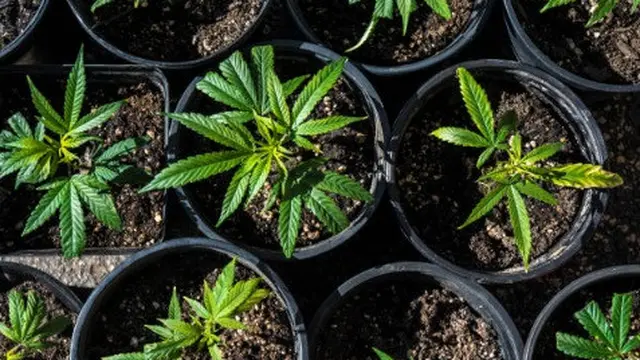 Ketagihan Sejak SMP, Pria di Kendari Nekat Tanam Ganja di Pot Bunga ...