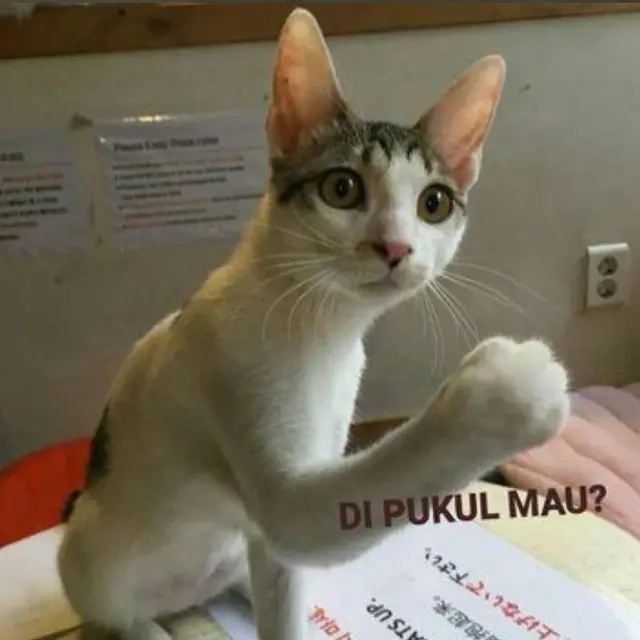 6 Meme Kucing Gambarkan Ekspresi Kesal Ini Bikin Gemas, Enggak Jadi ...