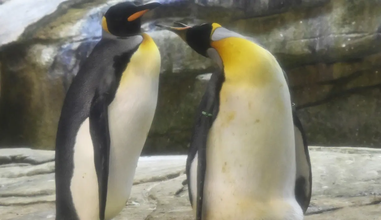 FOTO: Sepasang Penguin Gay di Berlin Adopsi Telur - Foto Liputan6.com