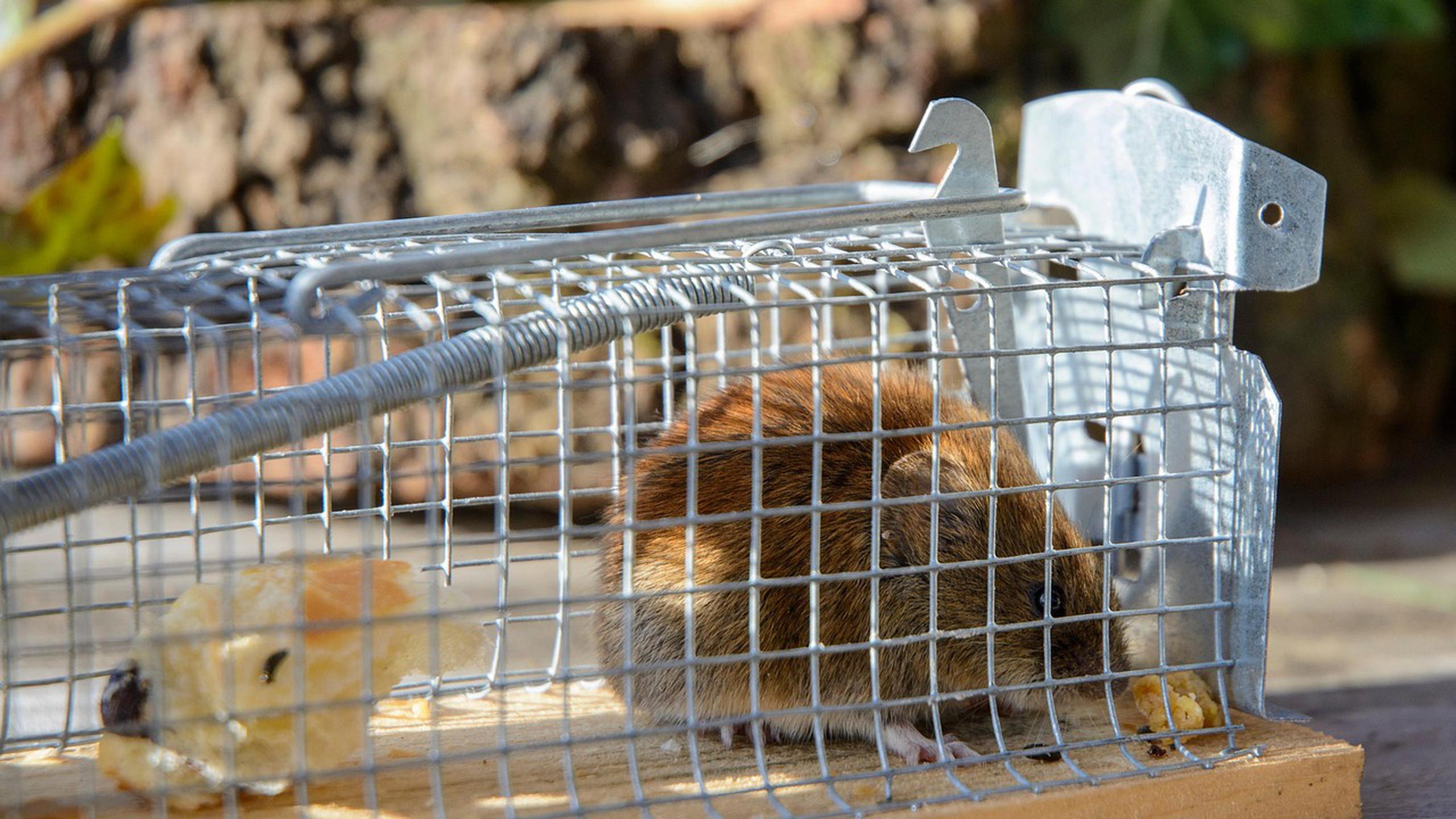 How to Catch a Mouse: 4 Effective Methods to Try