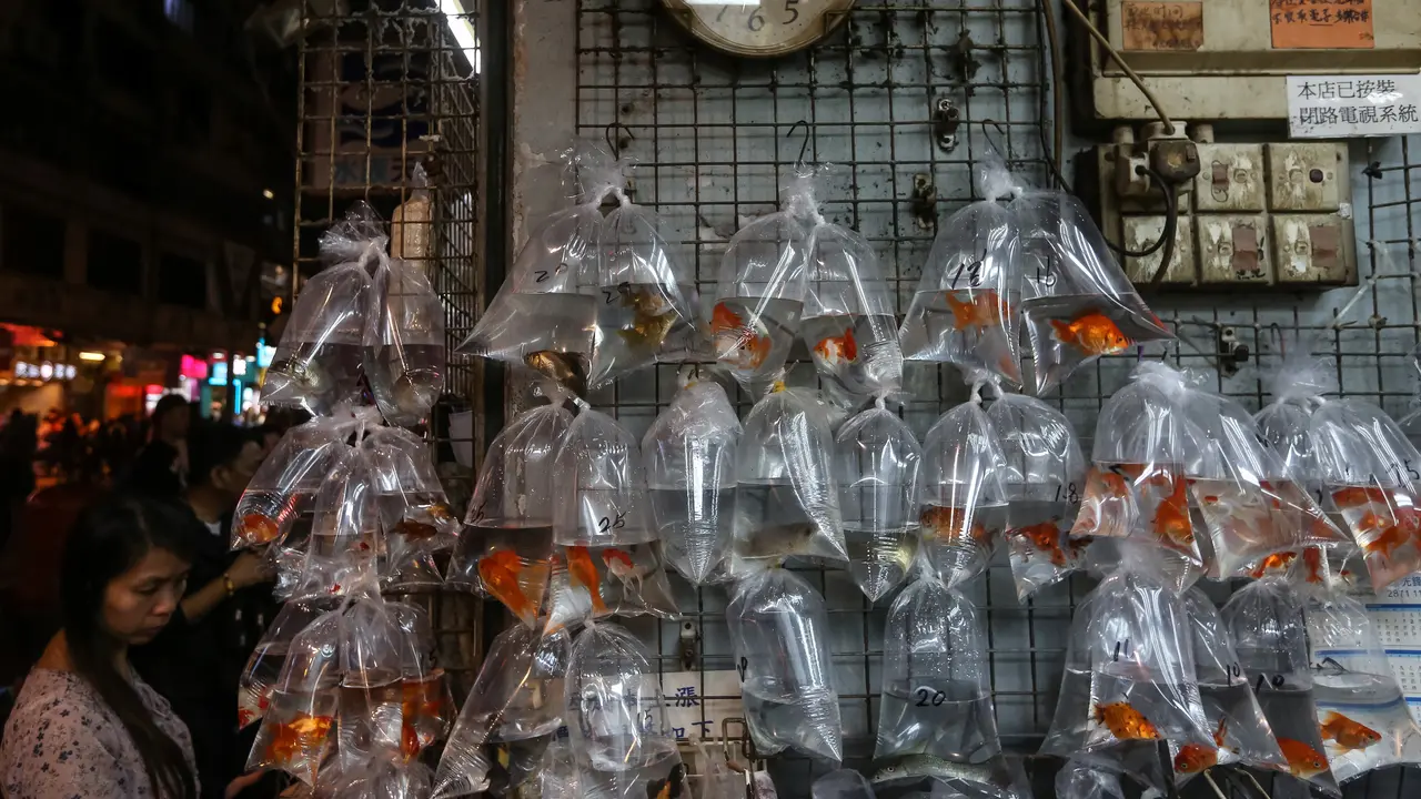 9 Jenis Ikan Mas Koki Terbaik yang Mudah Dirawat Beserta Harganya - Hot ...