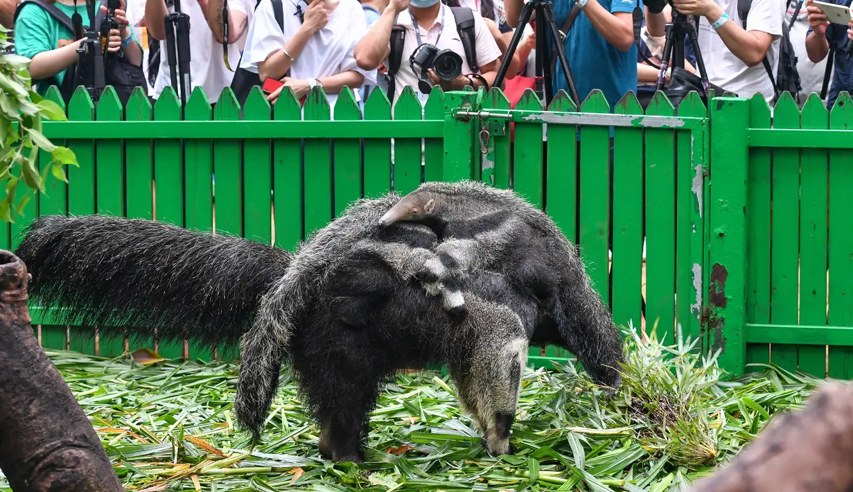 FOTO: Taman Safari di China Kenalkan Bayi Tenggiling Kembar - Foto ...
