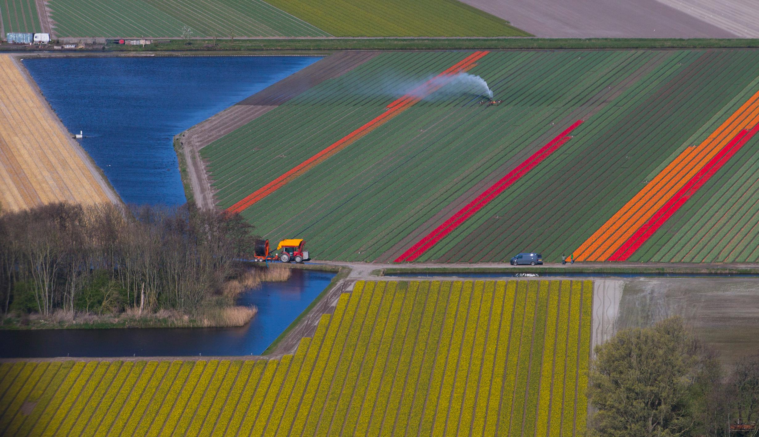 FOTO: Terpesona Warna-warni Ladang Bunga Tulip di Belanda