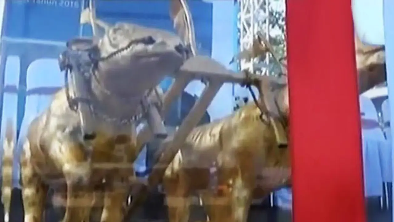 5 Fakta Menarik Karapan Sapi, Tradisi Khas Masyarakat Madura - Surabaya ...