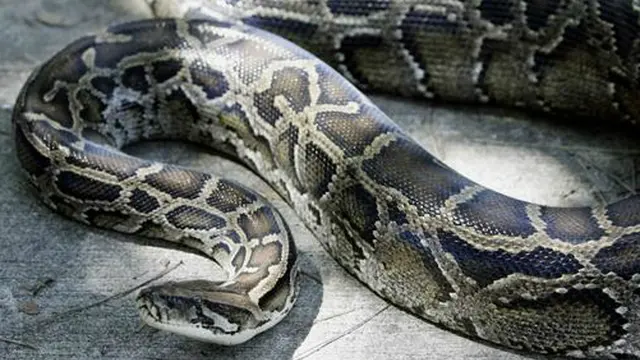 Mengapa Ular Piton Menelan Manusia? Ini Penjelasan Ilmiahnya - Global ...