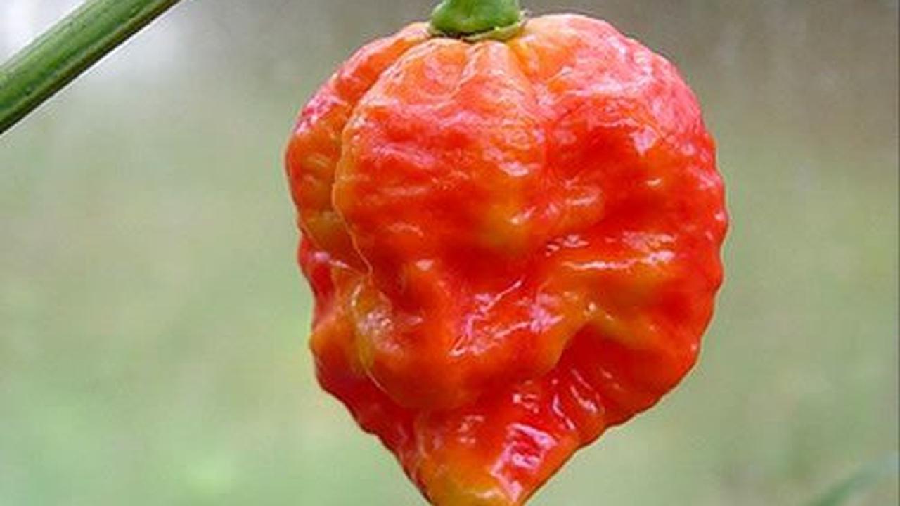 Data Terbaru, Inilah 10 Cabai Terpedas di Dunia yang Telah Berubah