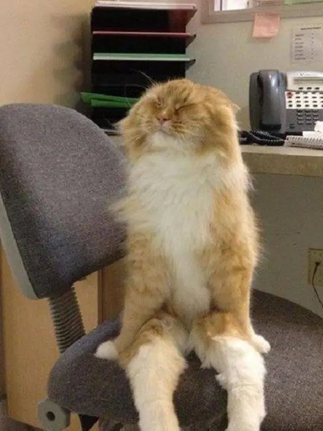 10 Potret Lucu Pose Kucing saat Duduk Ini Bikin Gemas - Hot Liputan6.com