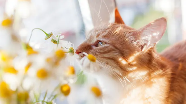 Catnip dan 4 Aroma Wewangian Lainnya yang Disukai Kucing - Citizen6 ...