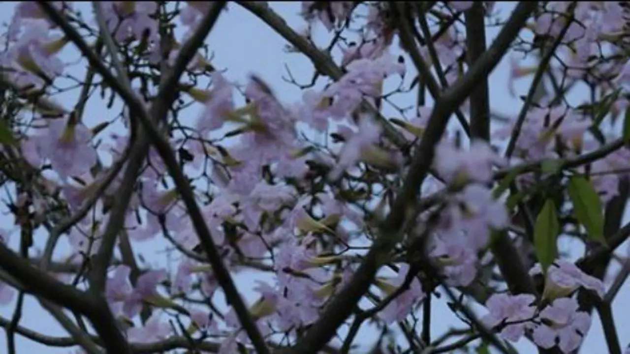 Melihat Potret Cantiknya Bunga Tabebuya yang Mekar di Surabaya ...