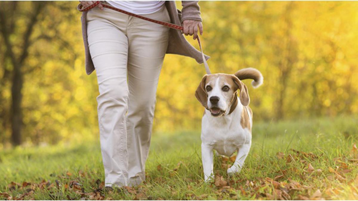 Anjing Setia yang Menunggu Tuannya yang Opname 8 Hari di Depan Rumah ...