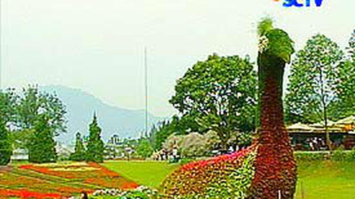 Taman Bunga, Surga Pecinta Bunga - News Liputan6.com