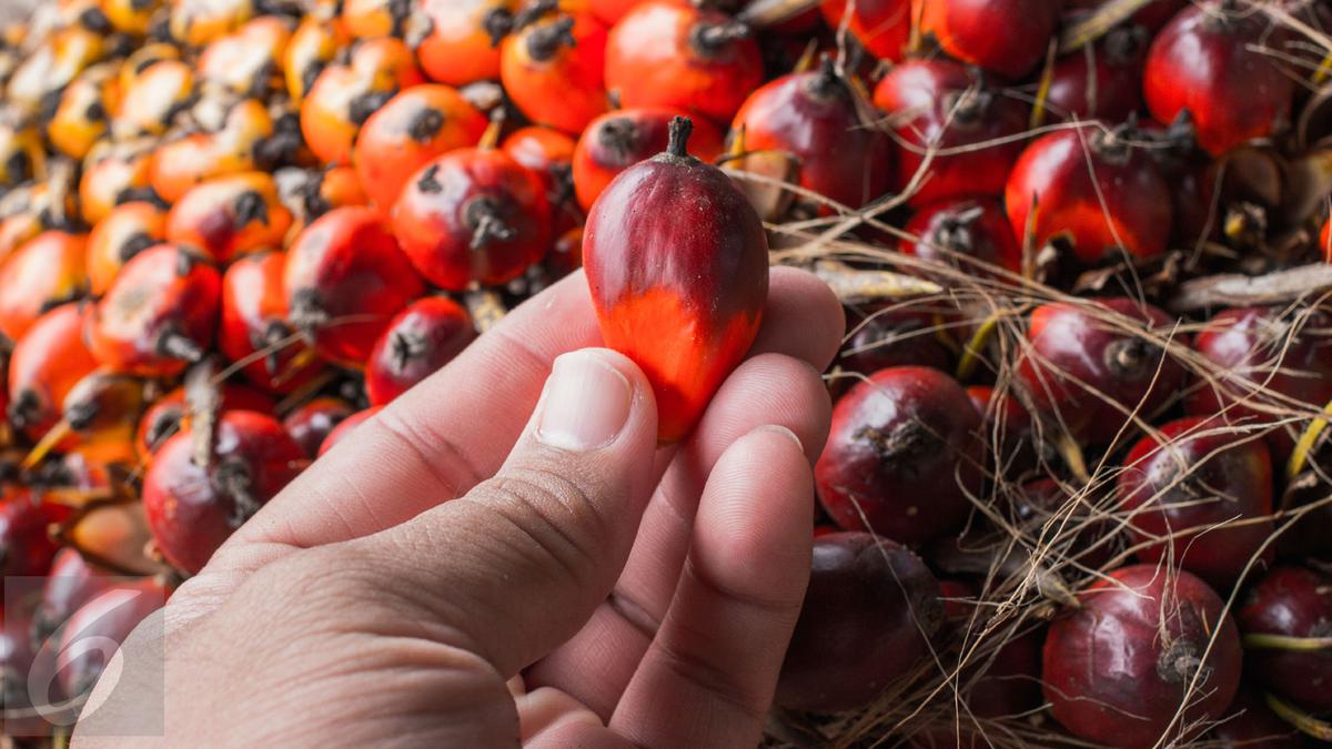 RI-Malaysia Bangun Pabrik Pengolahan Sawit Terbesar Dunia - Bisnis ...