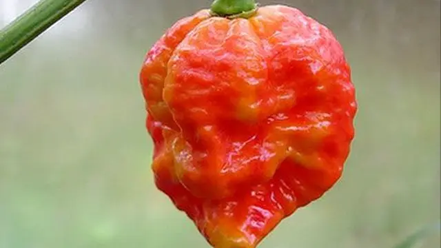 Data Terbaru, Inilah 10 Cabai Terpedas di Dunia yang Telah Berubah ...