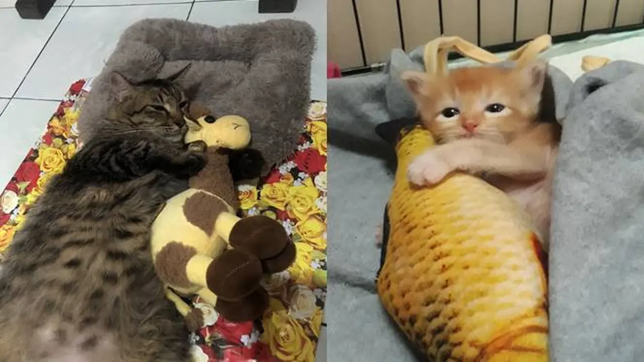 7 Potret Lucu Kucing Peluk Boneka Kesayangan Ini Bak Anak Kecil yang ...