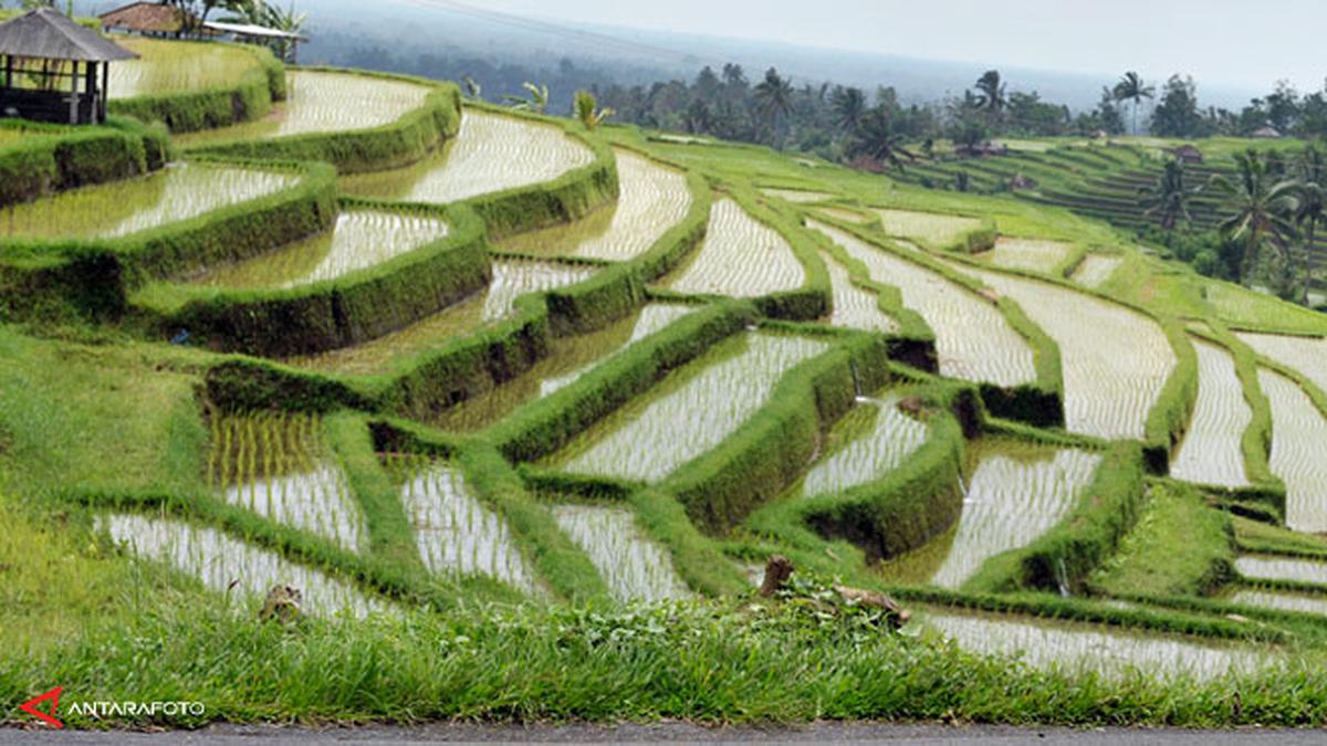 Ribuan Lahan Pertanian Kini Lenyap Jadi Kawasan Industri - Bisnis ...