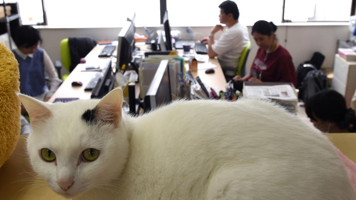 Kantor di Jepang Jadikan Kucing Obat Stres Para Pekerjanya - Foto ...