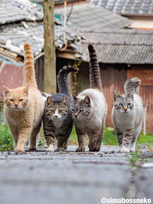 6 Potret Komplotan Kucing Ini Bak Geng Penguasa Wilayah, Berwajah ...