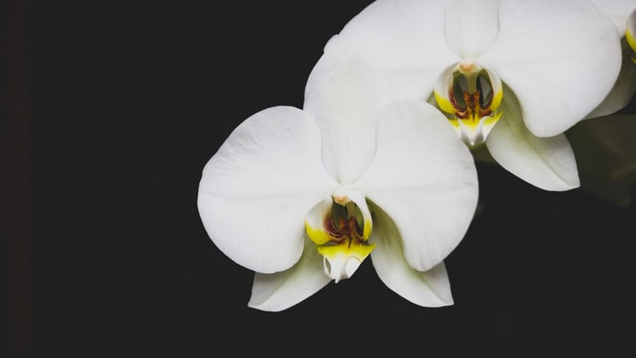 10 Tanaman Bunga Wangi Cocok untuk Hiasan Rumah, Cantik dan Menenangkan