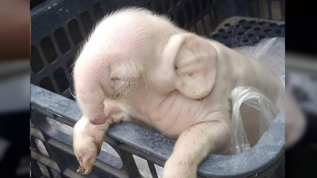 Aneh, Anak Babi Terlahir dengan Telinga dan Belalai Gajah - Global ...