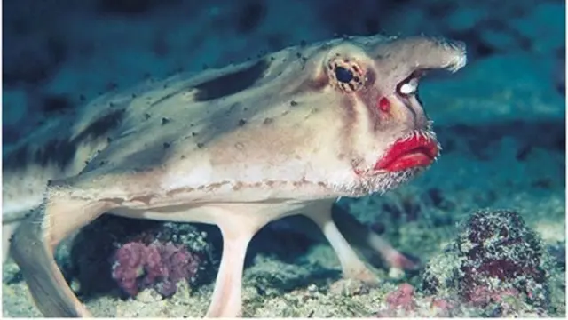 6 Binatang Paling Jelek yang Pernah Ada di Bumi - Citizen6 Liputan6.com