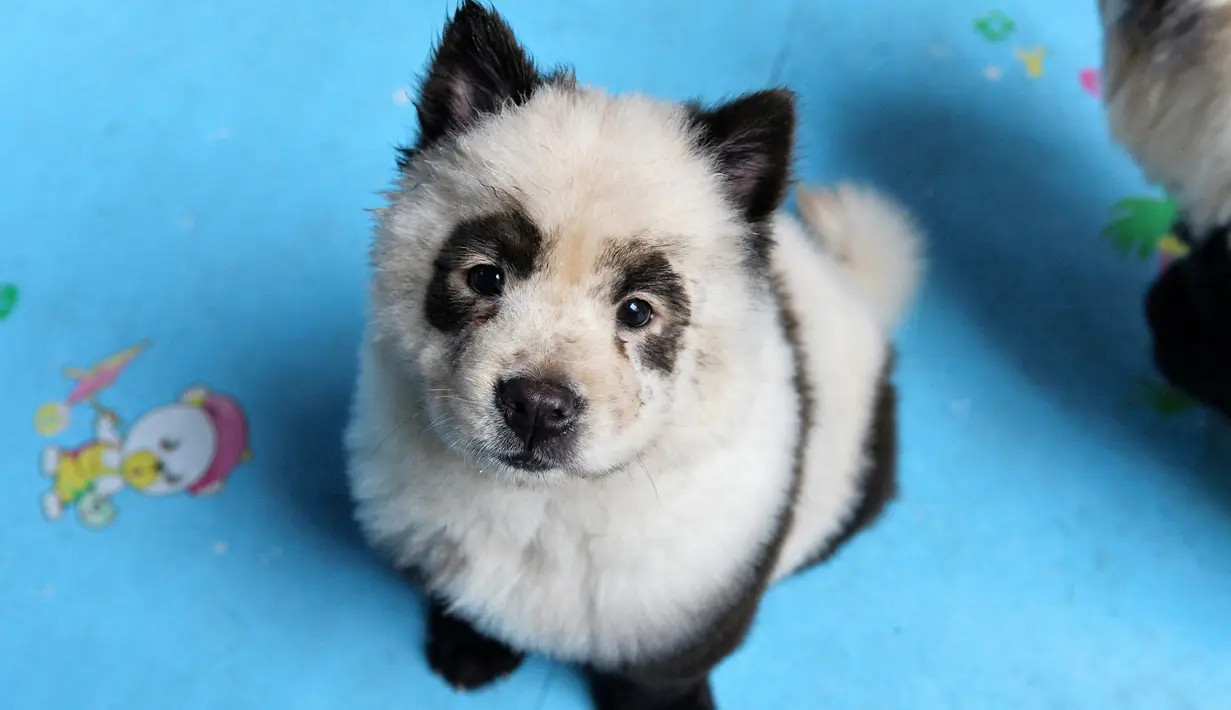 FOTO: Kafe Ini Mengecat Anjing Mirip Panda - Foto Liputan6.com