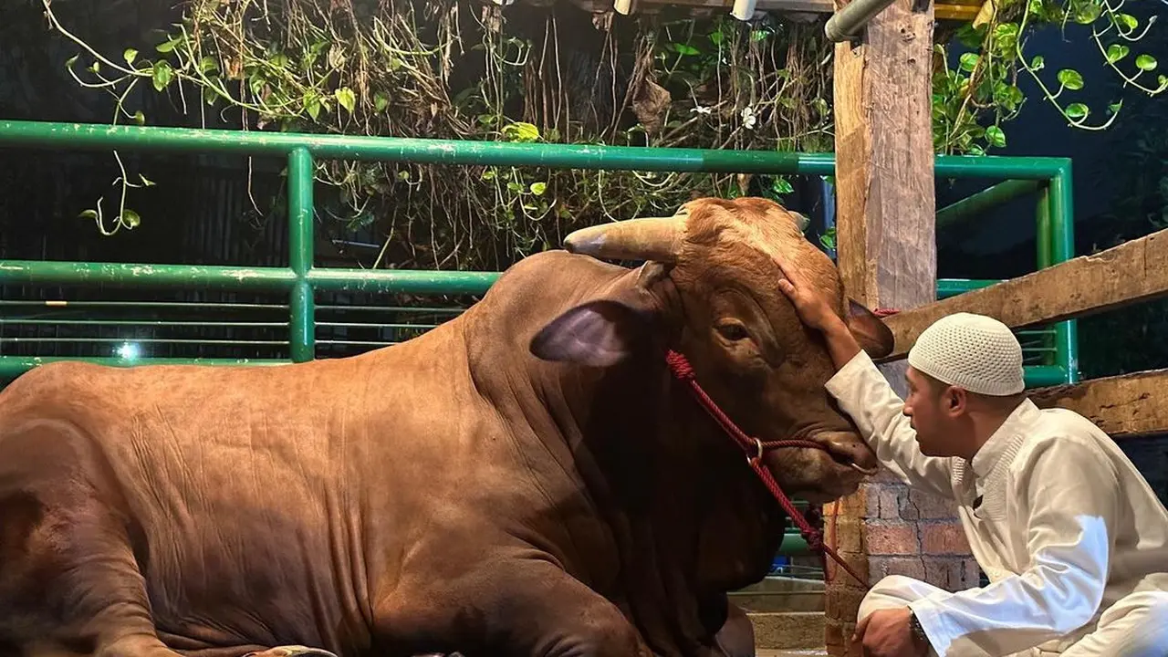 Terungkap Isi Hati Wariso Si Sapi Kurban Irfan Hakim, Ikhlas dan Sadar ...