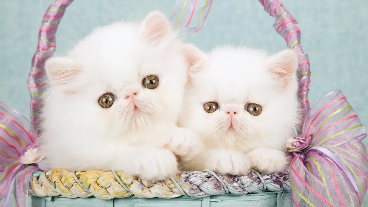 4 Jenis Kucing Persia, Ciri-Ciri, dan Cara Merawatnya yang Benar - Hot Liputan6.com