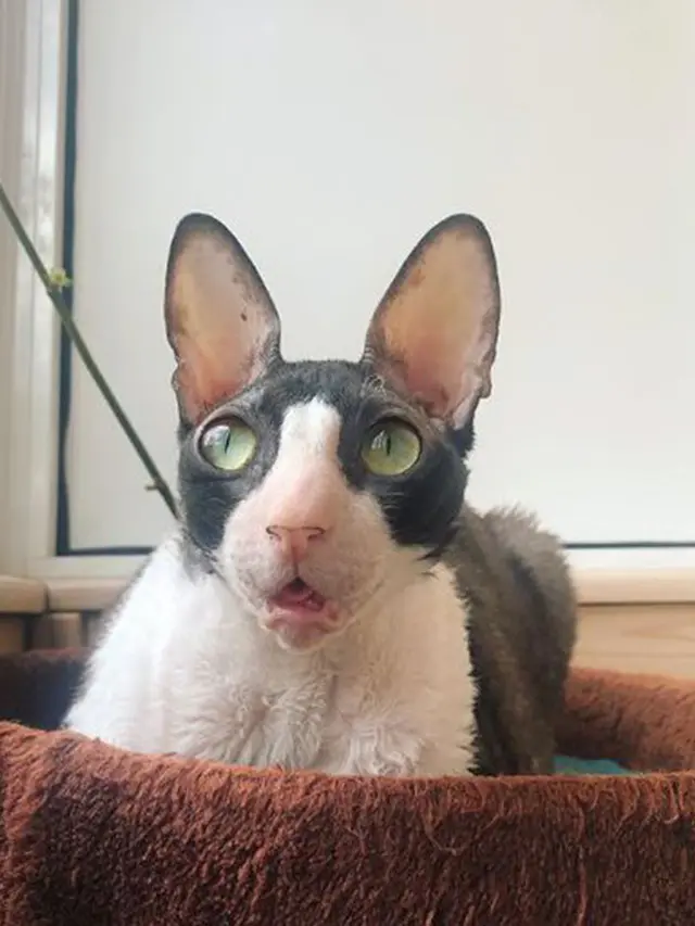 11 Ekspresi Kucing Super Lucu, dari Mengantuk Sampai Terkejut ...