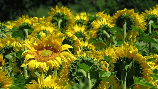 Ciri Khusus Bunga Matahari, Selalu Ikuti Arah Cahaya Matahari - Hot ...