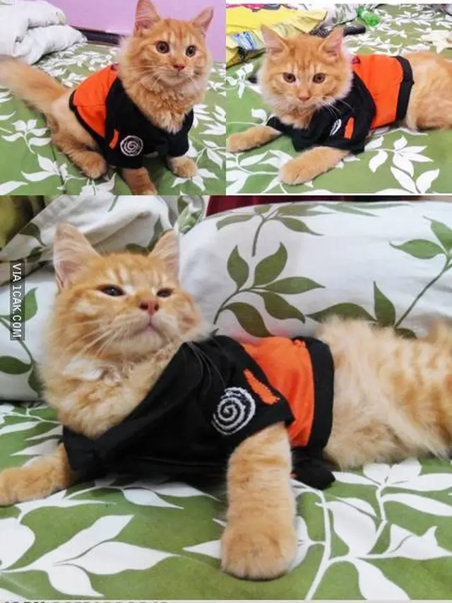 6 Potret Lucu Kucing Cosplay Anime Ini Bikin Ngakak - Hot Liputan6.com