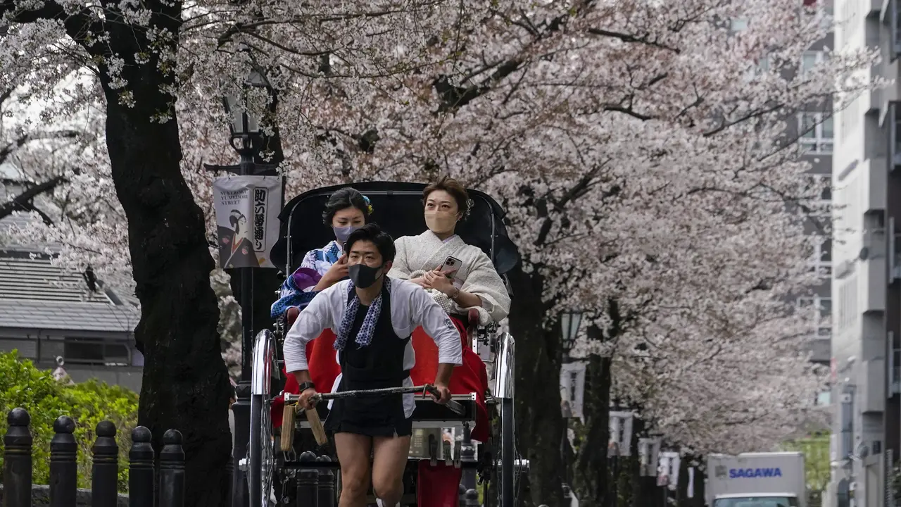 Jepang Rilis Prediksi Bunga Sakura Mekar pada 2026, Catat Waktu Liburan ...