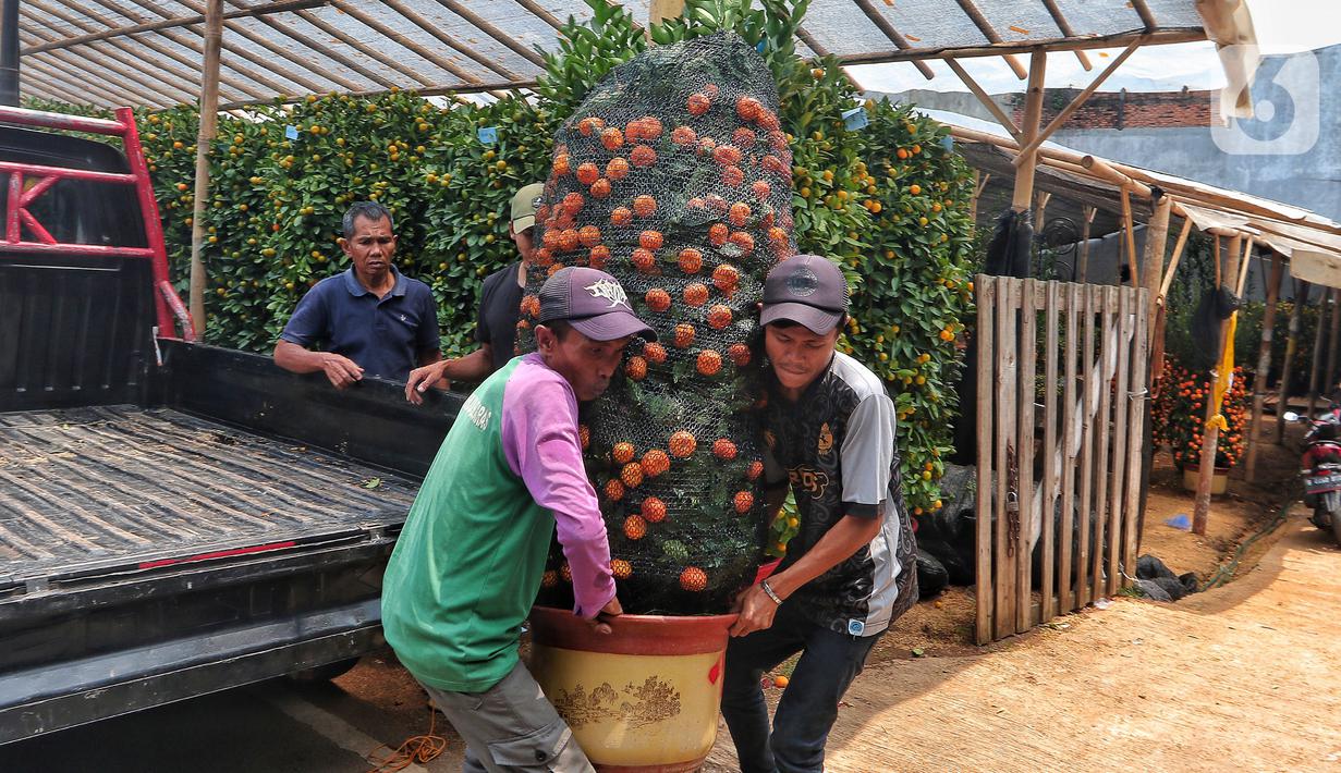 Permintaan Pohon Jeruk Kimkit Pembawa Keberuntungan saat Perayaan Imlek ...
