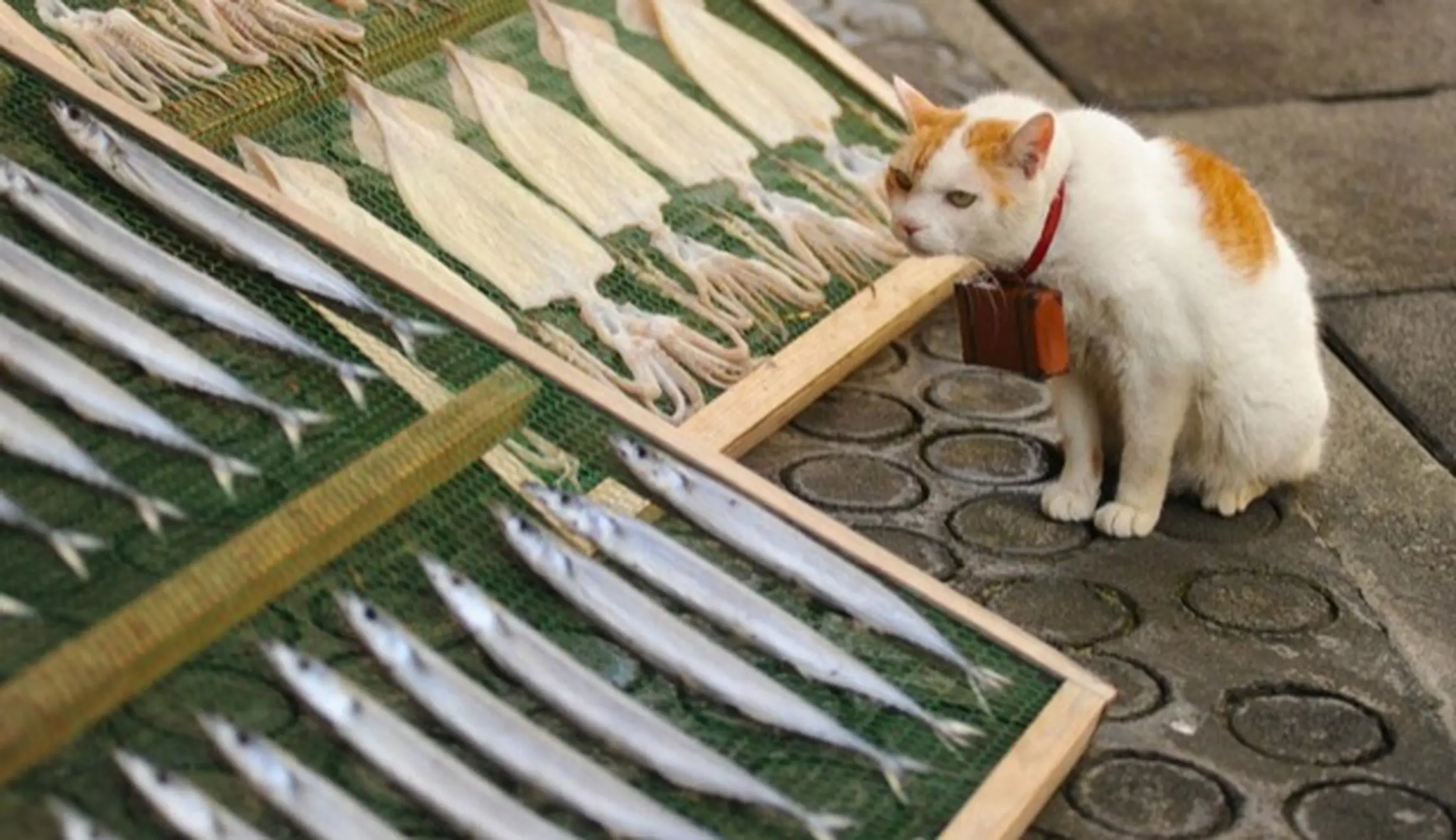 Kucing Lucu Jadi Pemandu Wisata Jepang - Photo Fimela.com