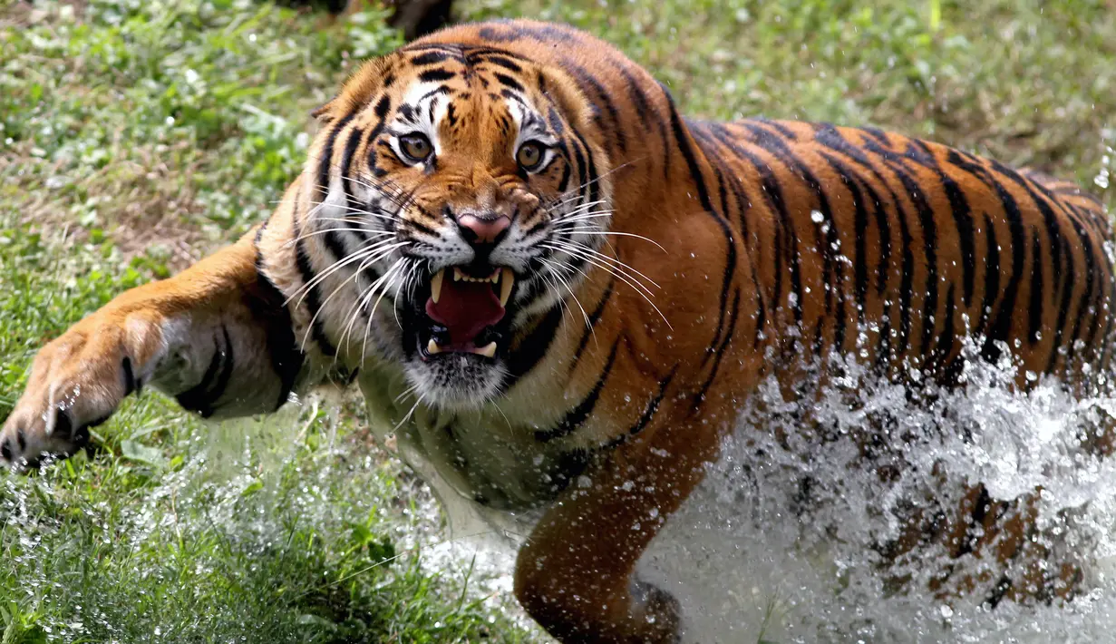 FOTO: Melihat Empat Harimau Bengal yang Lahir di Kebun Binatang Meksiko ...