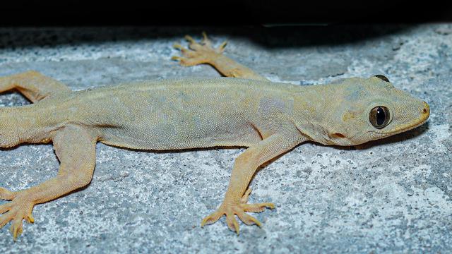 7 Tips Mengusir Cicak dari Tembok agar Tidak Jatuh dan Rumah Tetap Bersih