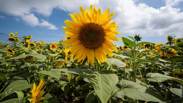 Menikmati Pesona Rimbunnya Bunga Matahari di Sunflower Garden Malaysia ...