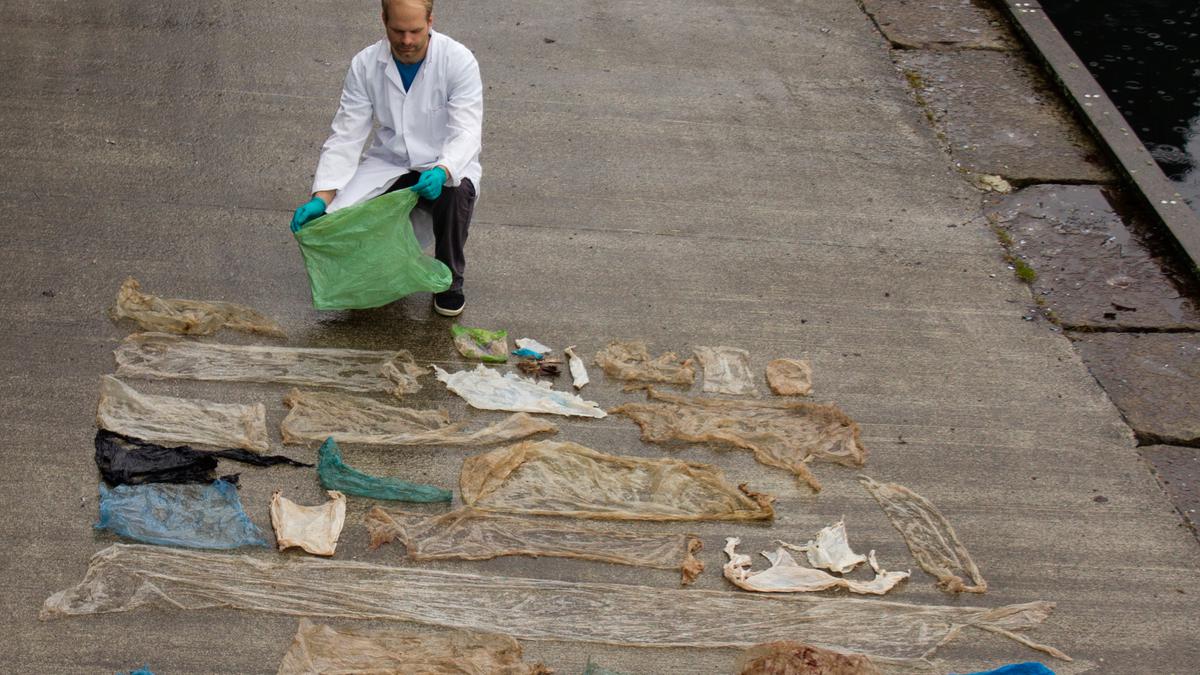 30 Kantong Plastik Ditemukan di Perut Paus Ini