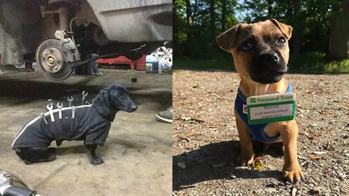 Tak Biasa, Anjing-anjing Ini Jadi Pekerja Layaknya Manusia