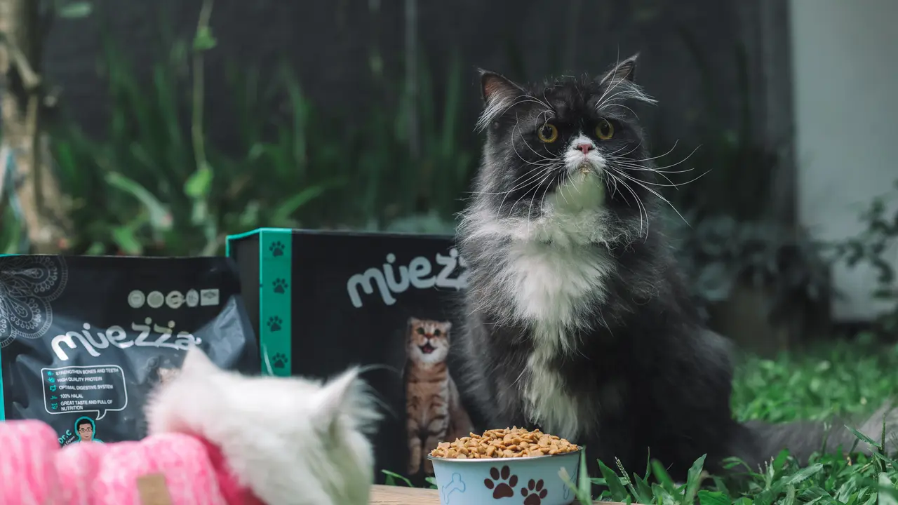 Alami Malnutrisi, Ini Cara Cepat Naikkan Berat Badan Kucing Siam