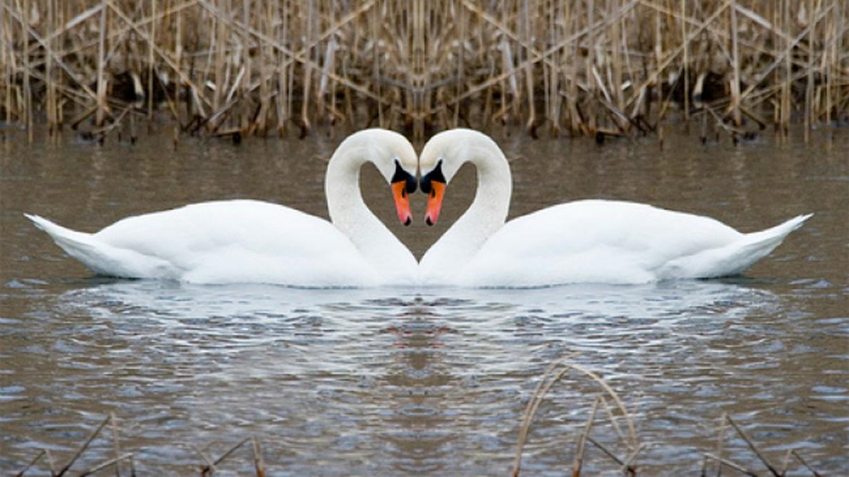 Monogami Tidak untuk Semua Orang, Ini Alasannya - Health Liputan6.com