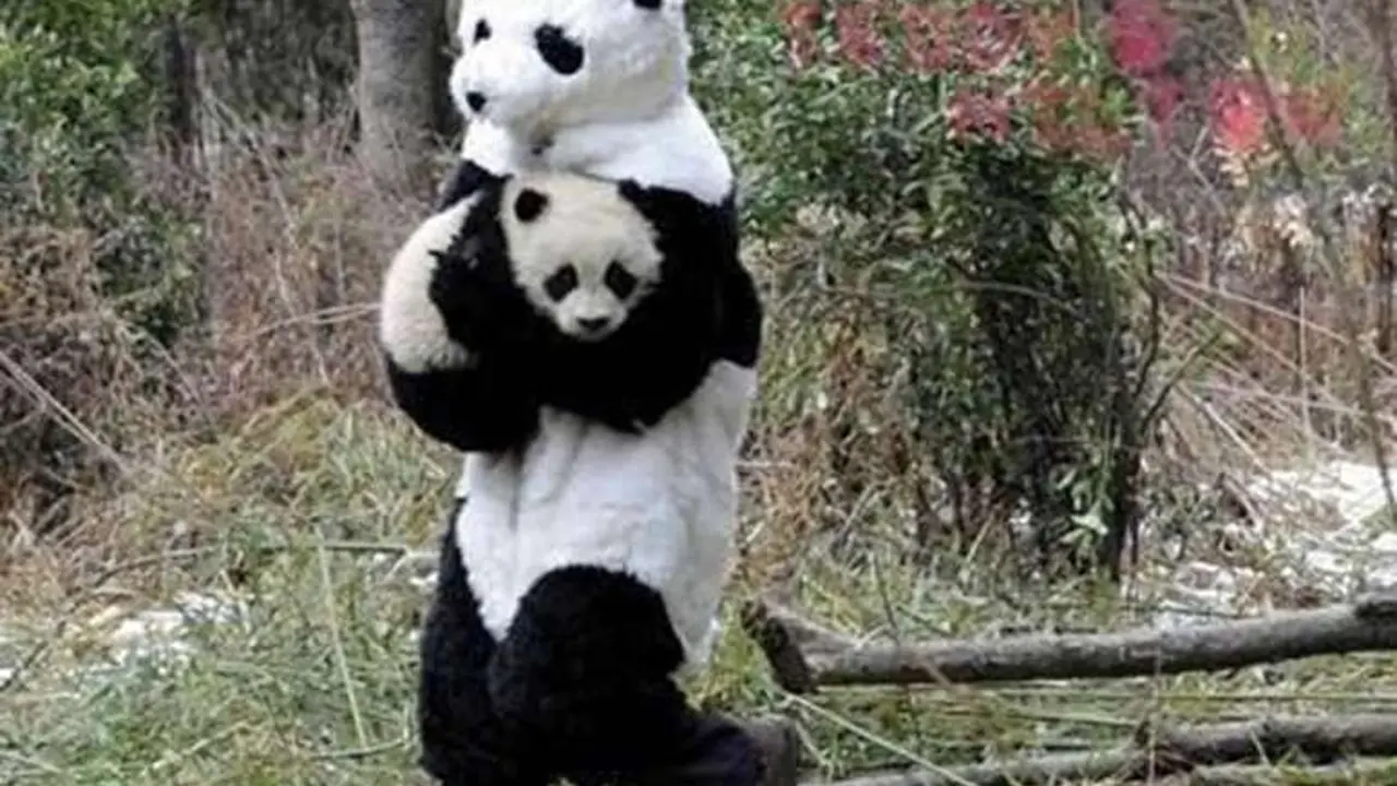 6 Penyamaran Jadi Hewan Ini Penuh Tipu-Tipu, Iseng Uji Nyali - Hot ...